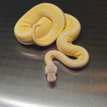 Wish List Morphs - MorphMarket