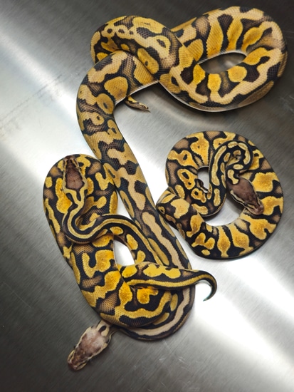 Het Puzzle Group Ball Python by Wish List Morphs