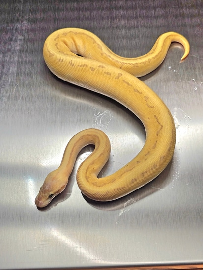 Banana Mojave Pinstripe Spider Ball Python by Wish List Morphs