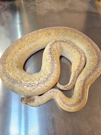 Super Pastel Lesser Cinnamon Pinstripe Ball Python by Wish List Morphs
