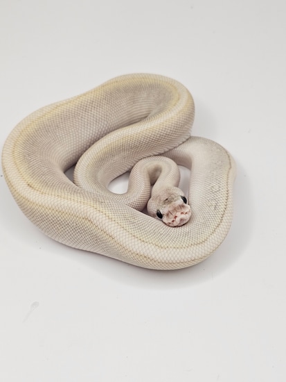 Super Cypress Bamboo Honey Pos Redstripe 50% Het Clown Ball Python by ...
