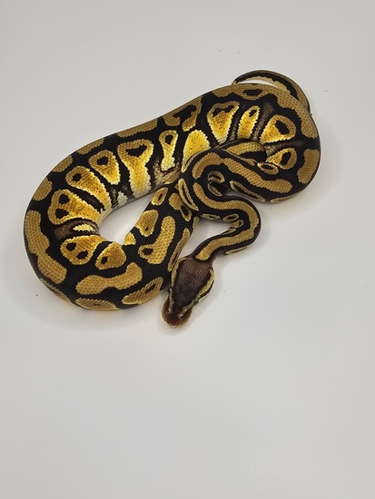 Pastel Cypress 66% Het Clown Ball Python by Wish List Morphs