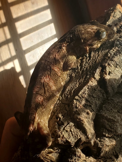 Nuu Ana High Pink Leachianus Gecko by Witchy_Vibes Leachies