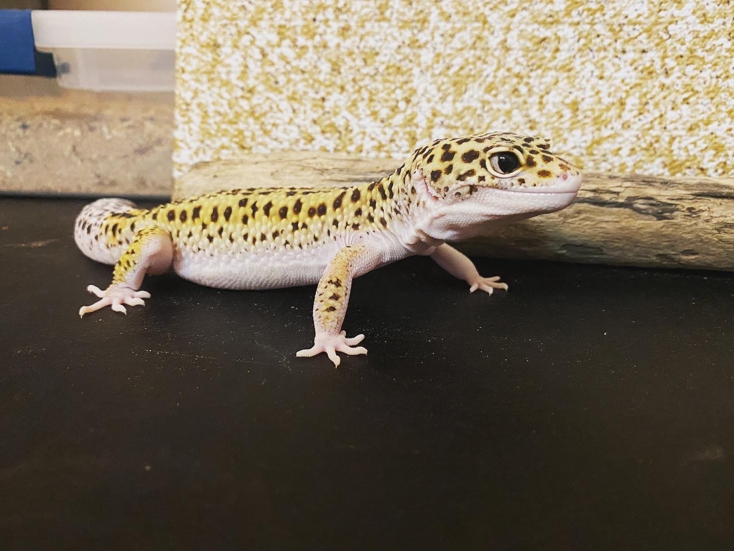 White & Yellow Eclipse Tremper Leopard Gecko by Midnight Spell Exotix ...