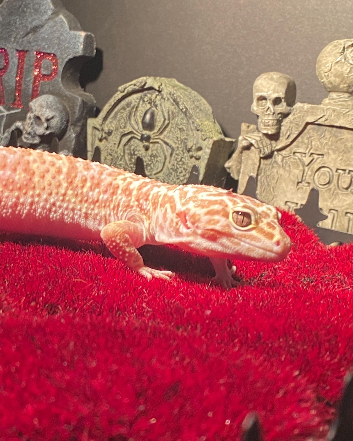 Tremper Albino Mack Snow Eclipse Leopard Gecko by Midnight Spell Exotix ...