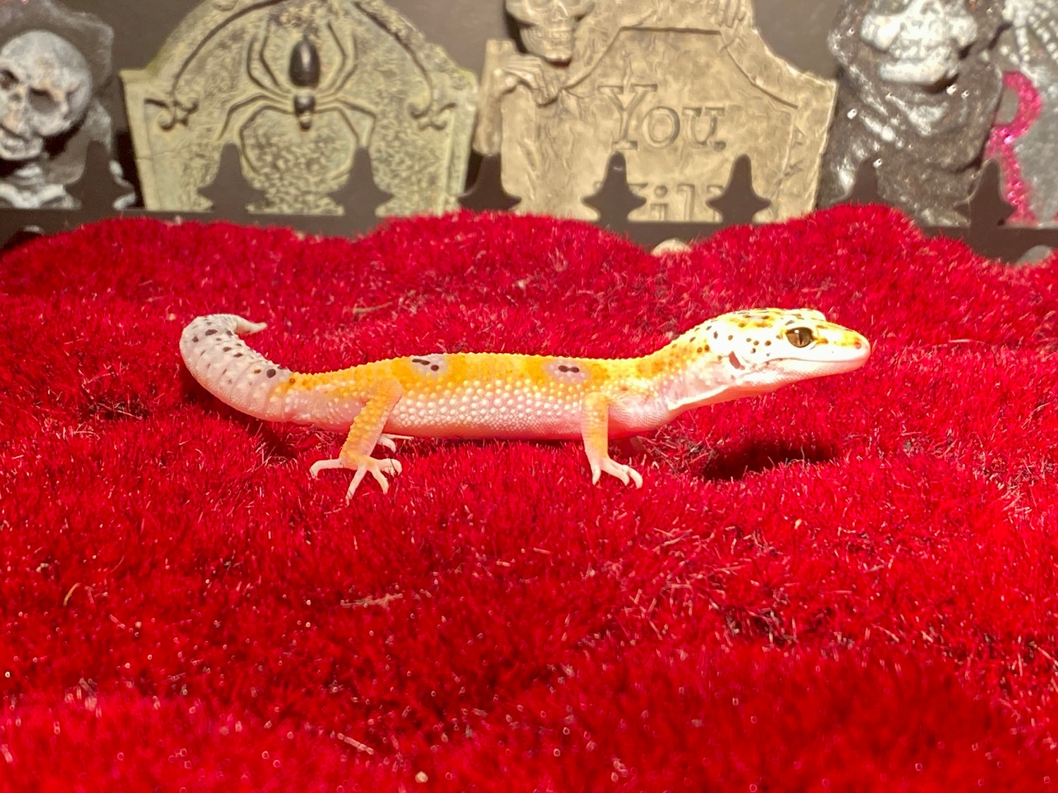 Pos Bold Pos Hypo Leopard Gecko by Midnight Spell Exotix - MorphMarket