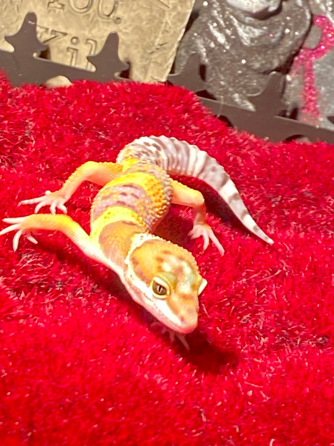 100% Het Albino (Tremper) Pos Super Hypo Pos Tangerine Leopard Gecko by ...
