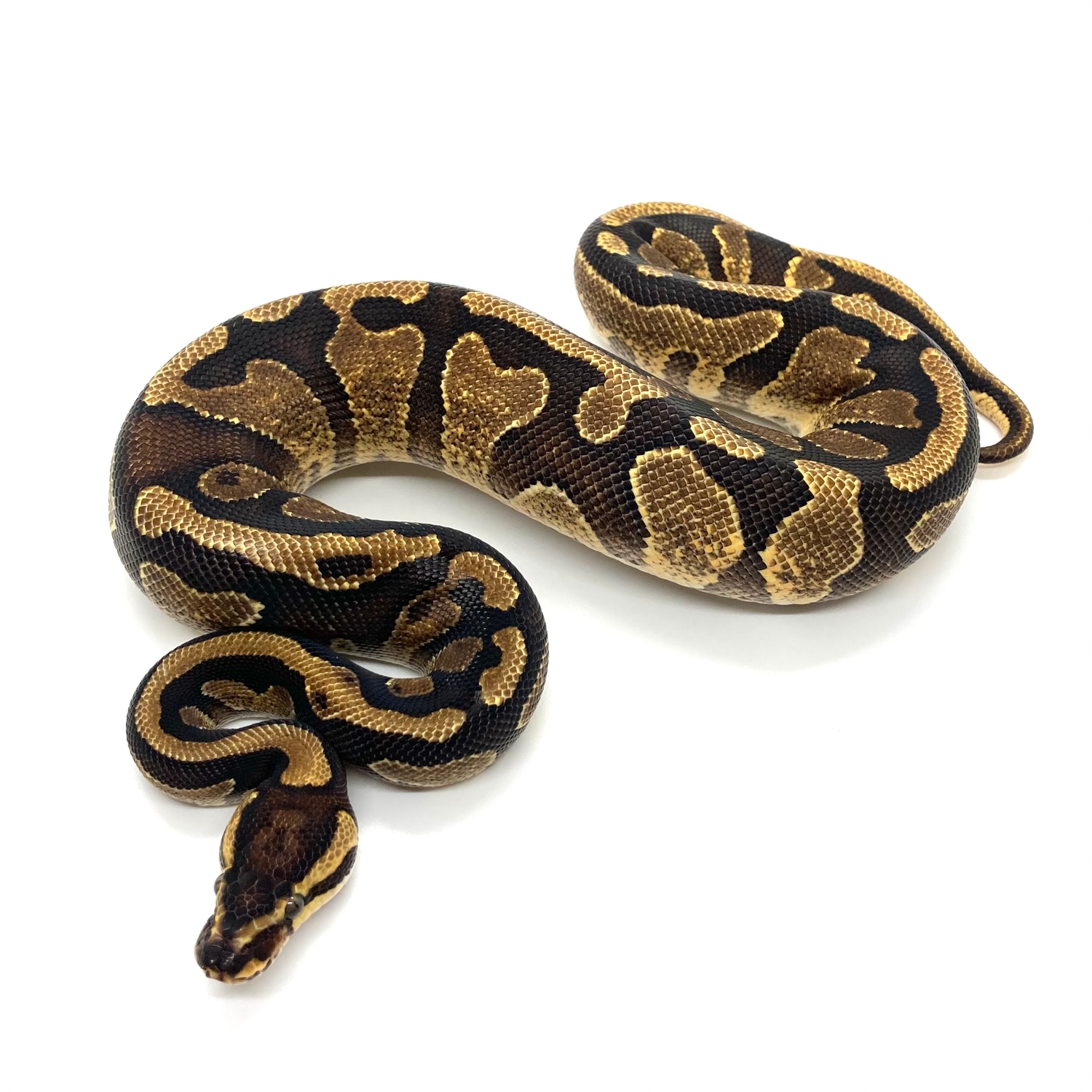 Enchi Yellowbelly Het Pied Ball Python by Snake Barn - MorphMarket