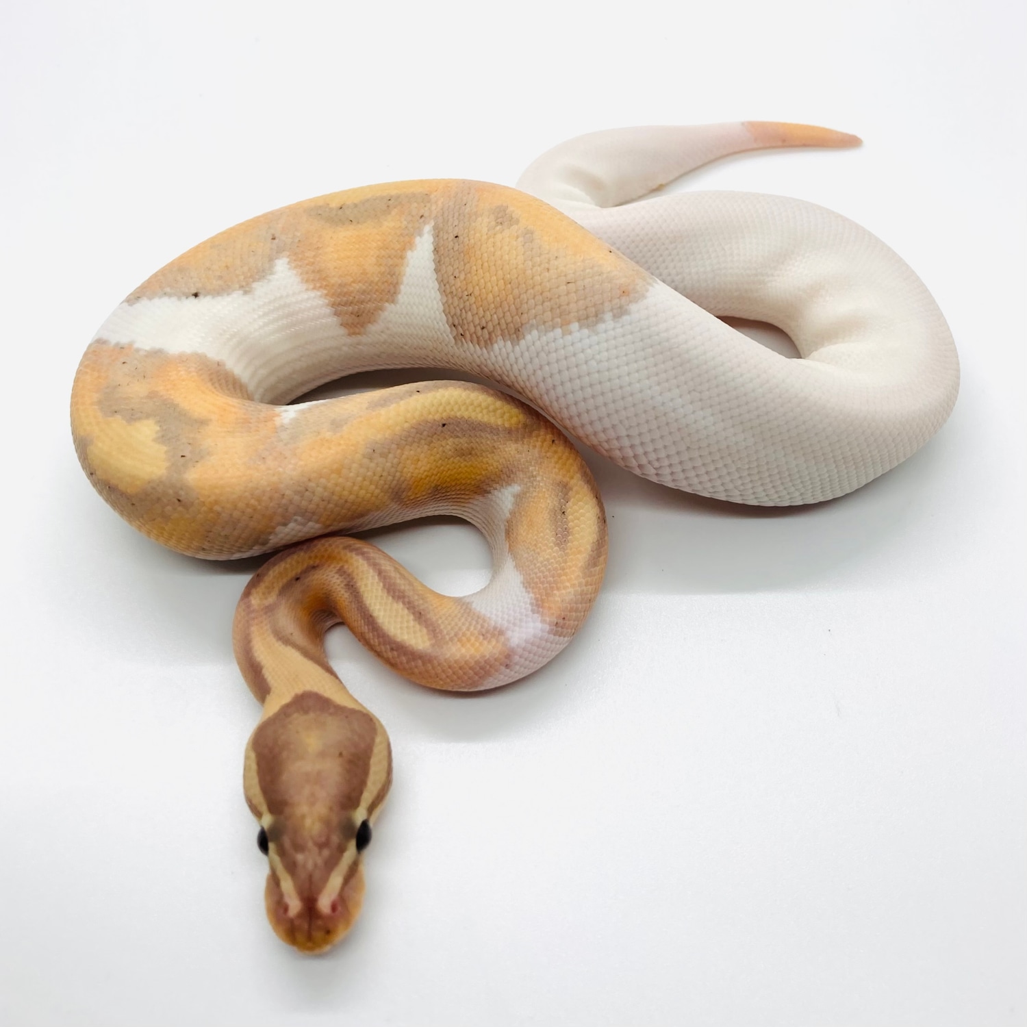 Banana Pied Ball Python by Snake Barn - MorphMarket