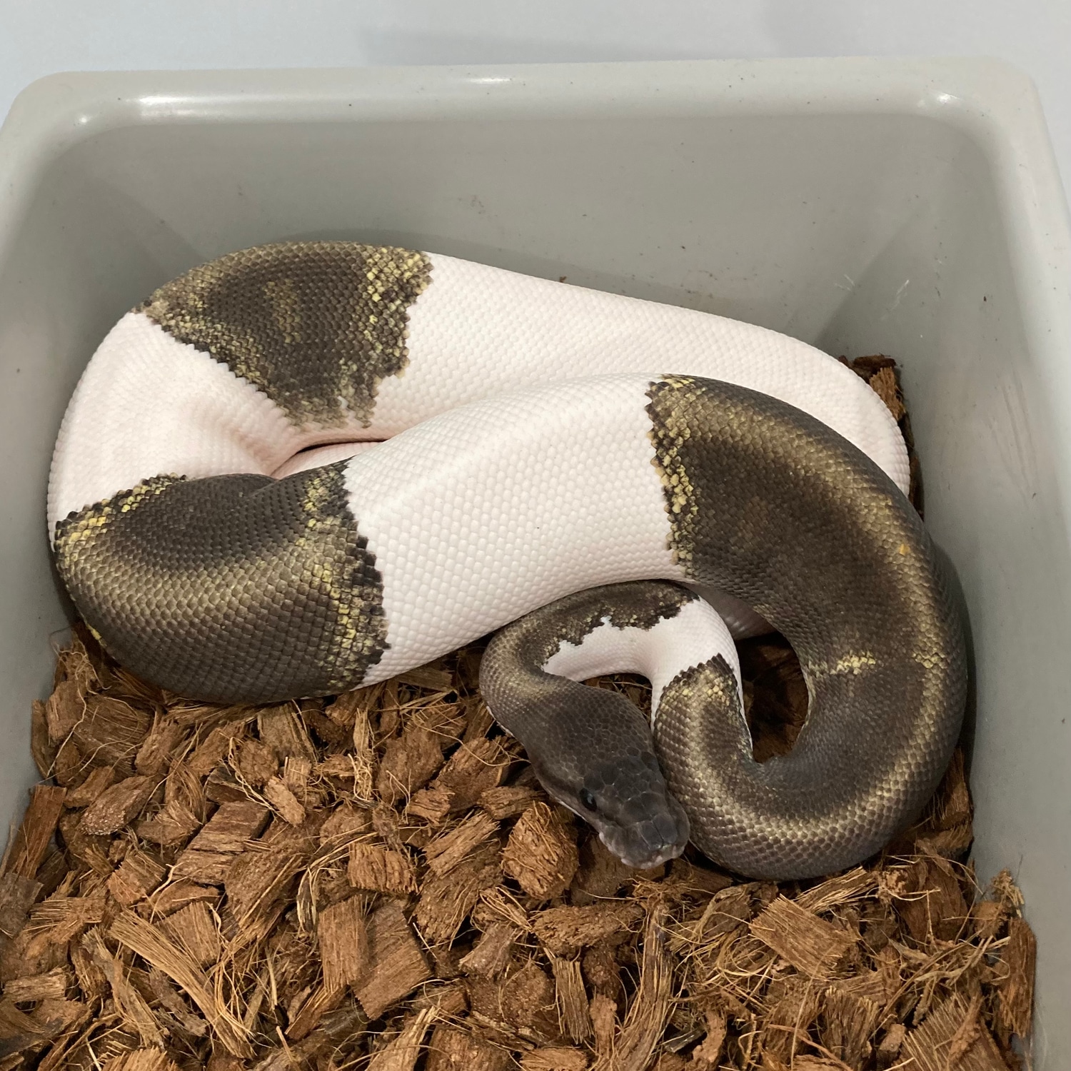 GHI Mojave Pied Ball Python by Snake Barn - MorphMarket