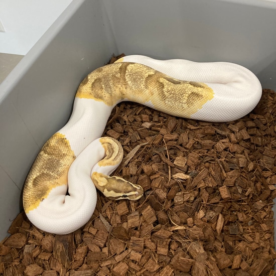Enchi Fire Pied Ball Python by Snake Barn