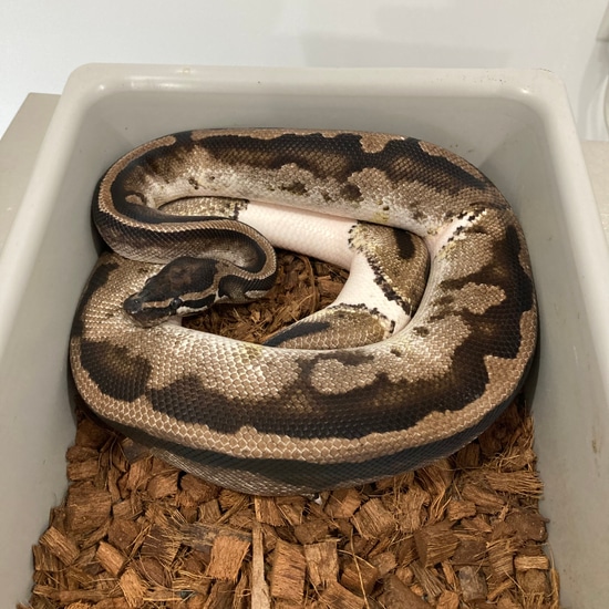 Axanthic Pied Ball Python by Snake Barn
