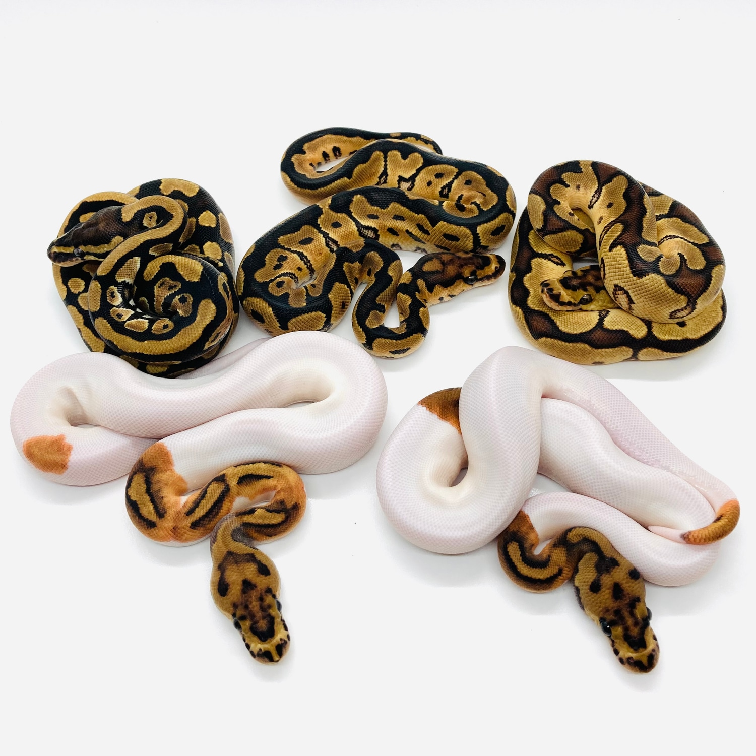 Ball Python Clutch: 2202 by Snake Barn - MorphMarket