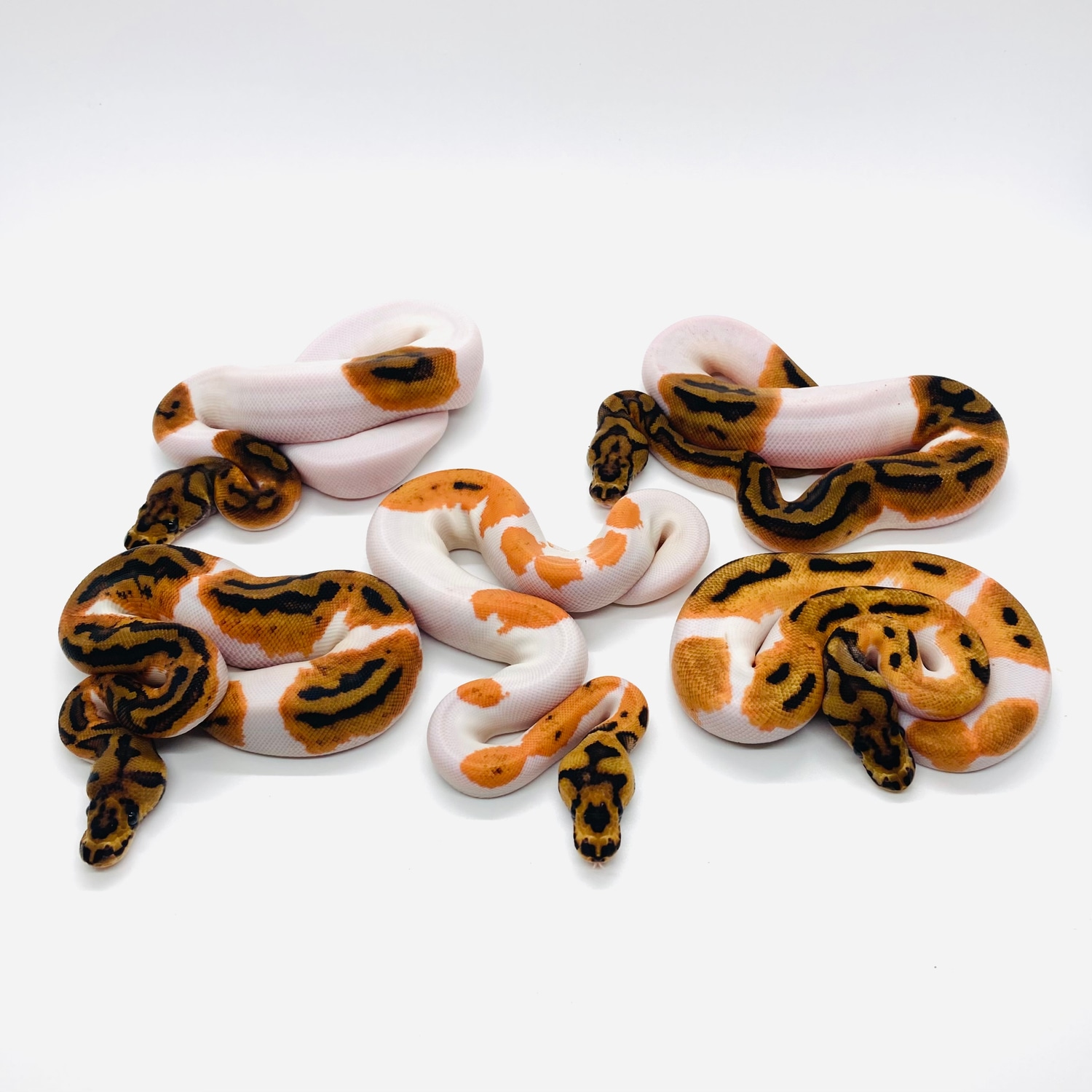 Clown Pied Ball Python by Snake Barn LLC - MorphMarket