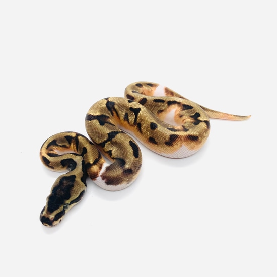 Super Enchi Piebald Ball Python by Snake Barn