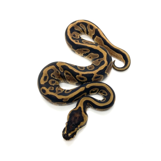 Enchi Huffman Het Pied Ball Python by Snake Barn LLC - MorphMarket