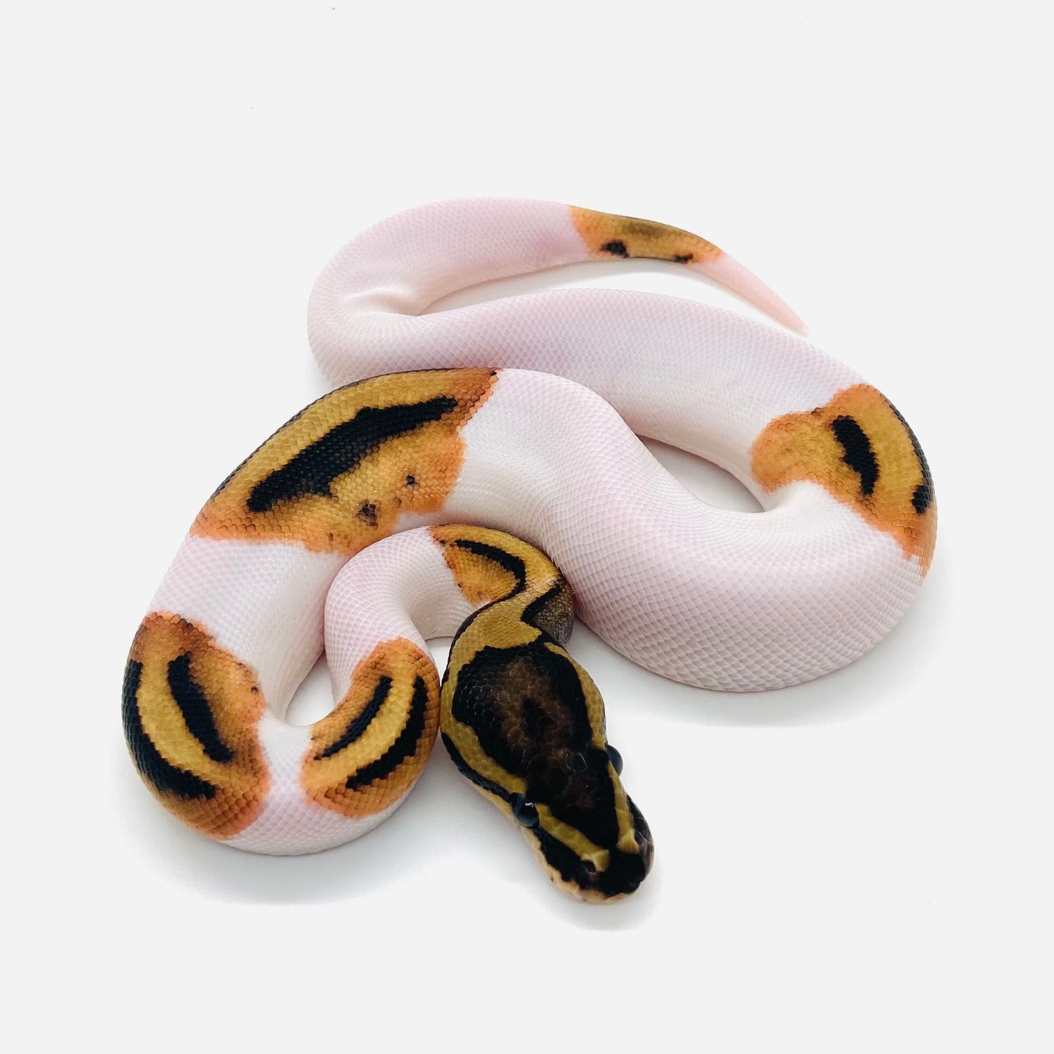 Pied Het Hypo Clown Ball Python by Snake Barn - MorphMarket