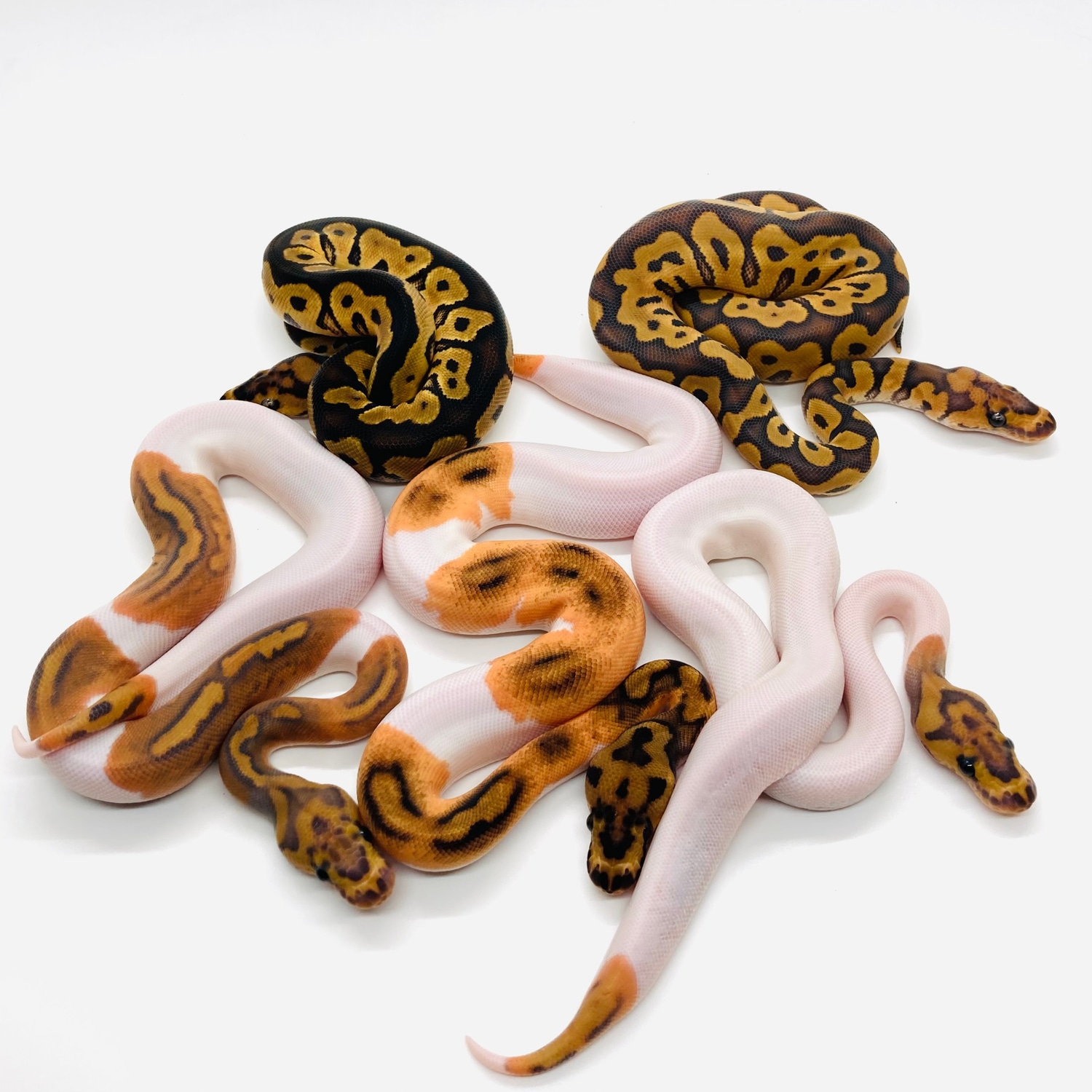 Ball Python Clutch: 2214 by Snake Barn - MorphMarket