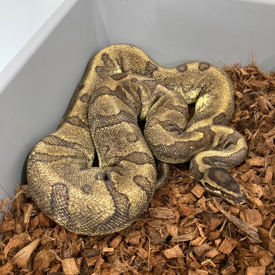Super Enchi Pied Ball Python by Snake Barn