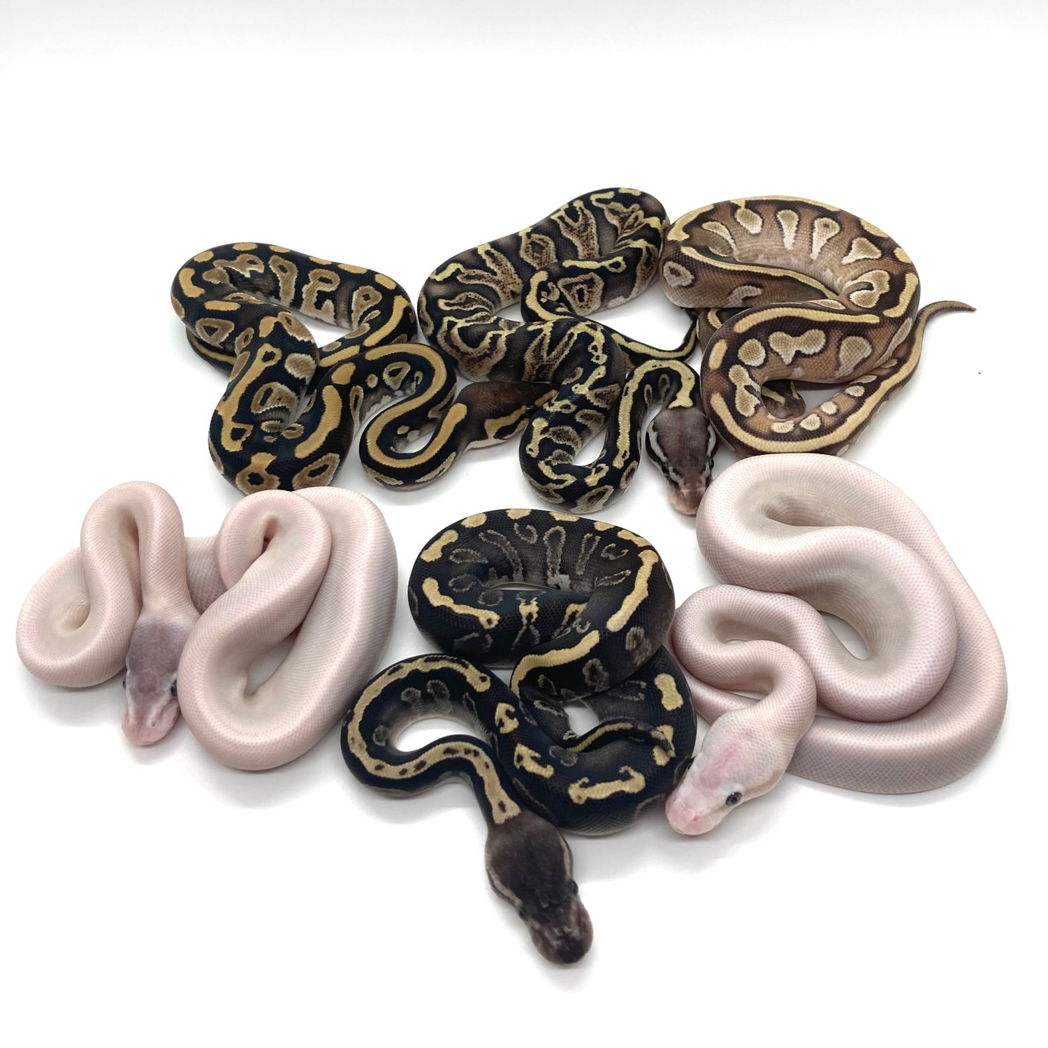 Ball Python Clutch: 2209 by Snake Barn - MorphMarket