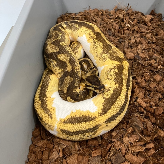 Enchi YB Pied Ball Python by Snake Barn