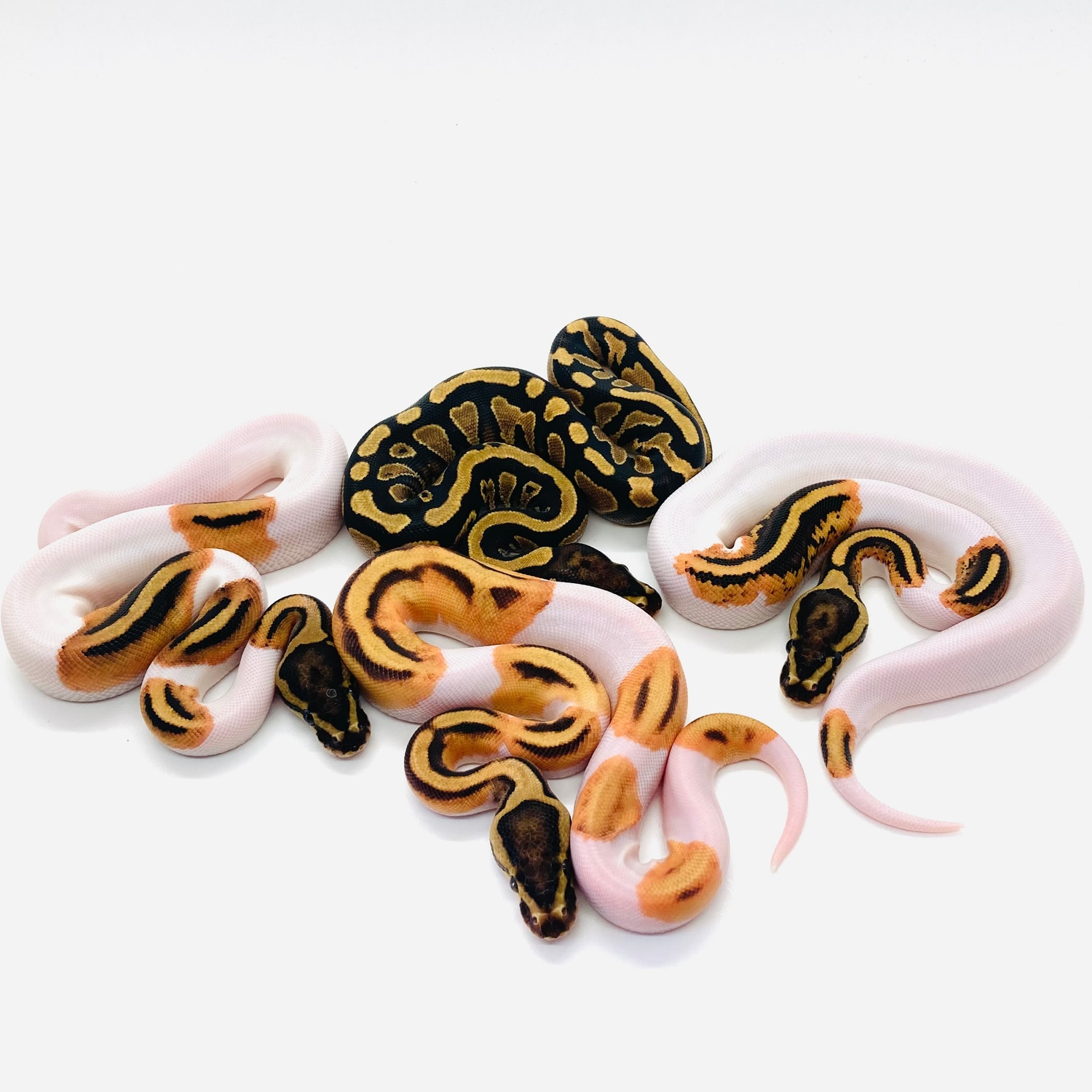 Ball Python Clutch: 2105 by Snake Barn - MorphMarket