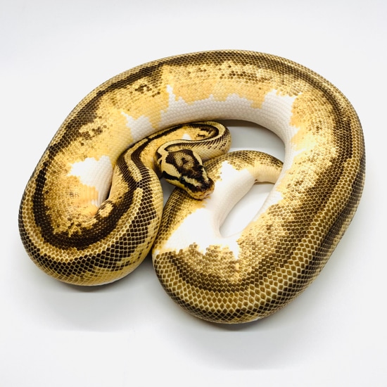 Enchi Pastel YB Piebald Ball Python by Snake Barn