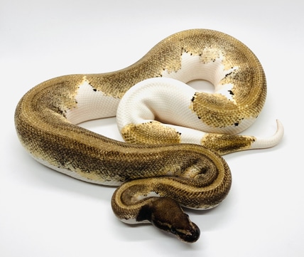 GHI Mojave Black Pastel Huffman Het Pied Ball Python by Snake Barn ...