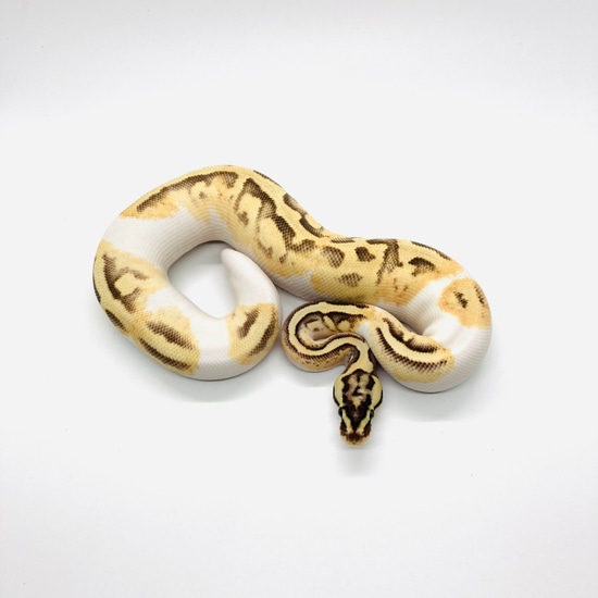 Enchi Firefly Pied Ball Python by Snake Barn