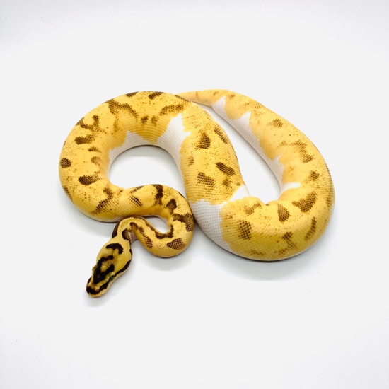 Super Enchi Firefly Pied Ball Python by Snake Barn