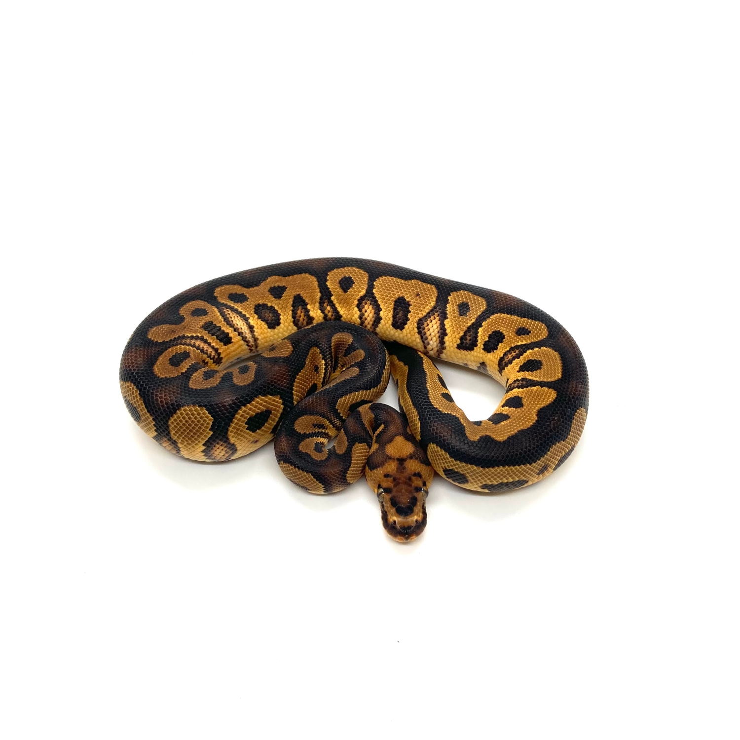 Clown Het Hypo Pied Ball Python by Snake Barn - MorphMarket
