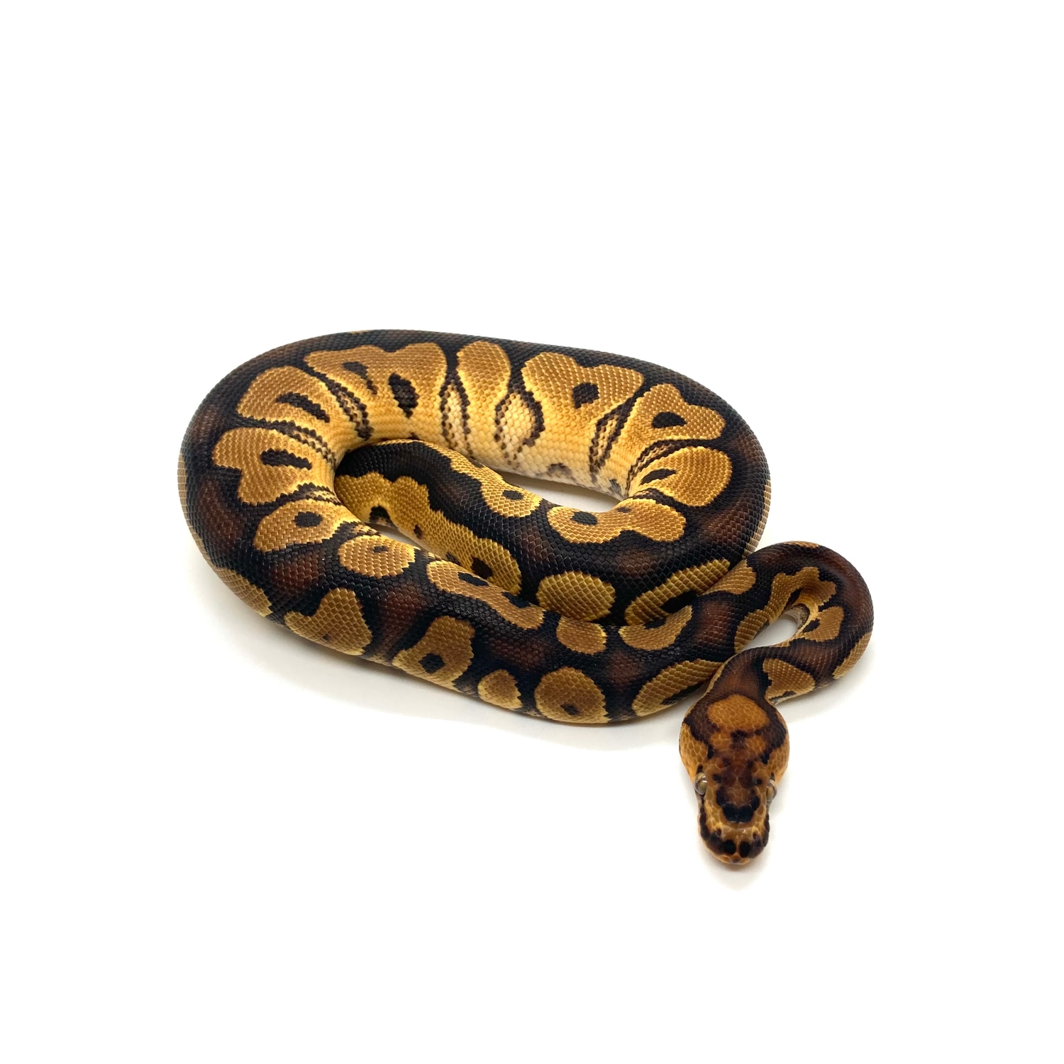 Clown Dbl Het Hypo Piebald Ball Python by Snake Barn - MorphMarket