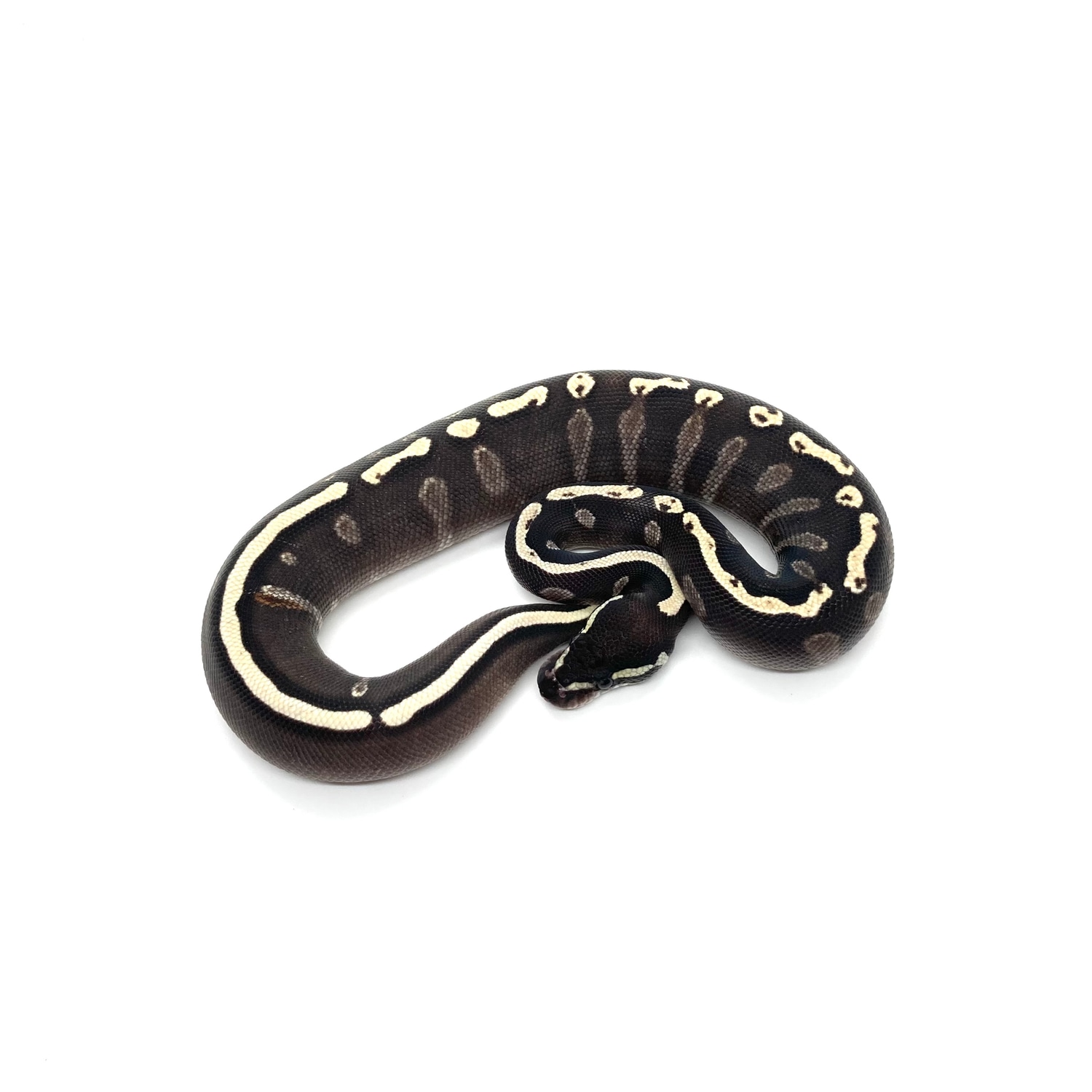 GHI Mojave Black Pastel Huffman Het Pied Ball Python by Snake Barn ...