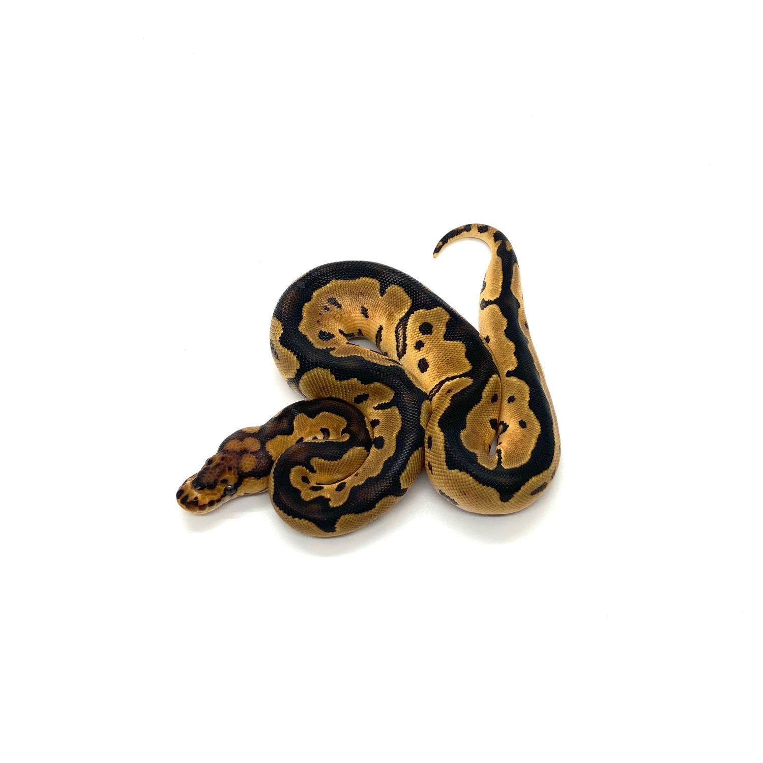Blade Clown Het Piebald Ball Python by Snake Barn - MorphMarket