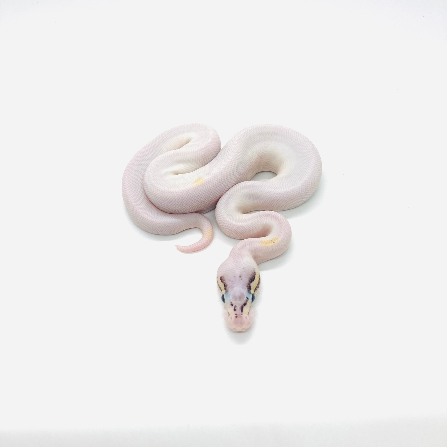 Highway Firefly Pied Ball Python by Snake Barn - MorphMarket