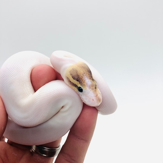 Fire Highway Piebald Ball Python by Snake Barn