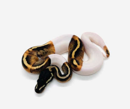 Highway Firefly Pied Ball Python by Snake Barn - MorphMarket