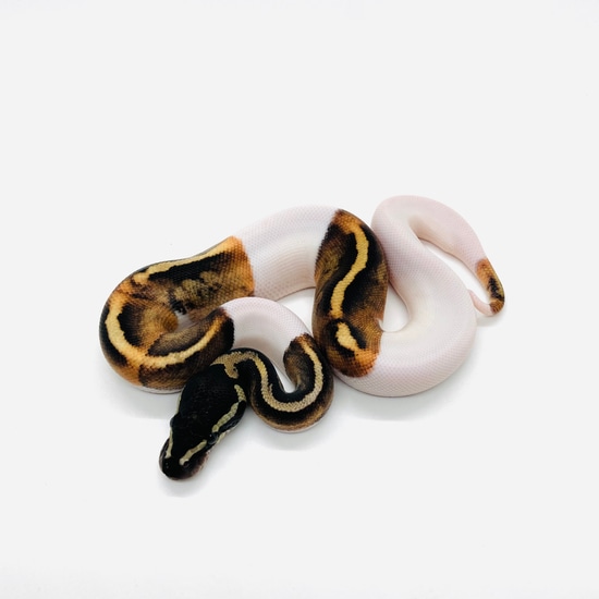 GHI Piebald Ball Python by Snake Barn