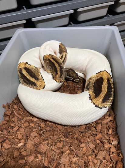 YB Piebald Ball Python by Snake Barn