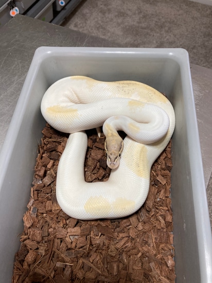 Highway Piebald Ball Python by Snake Barn