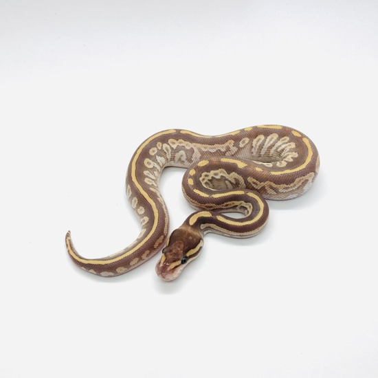 Mystic Crystal Ball Python by Snake Barn