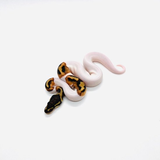Pied Ball Python by Snake Barn