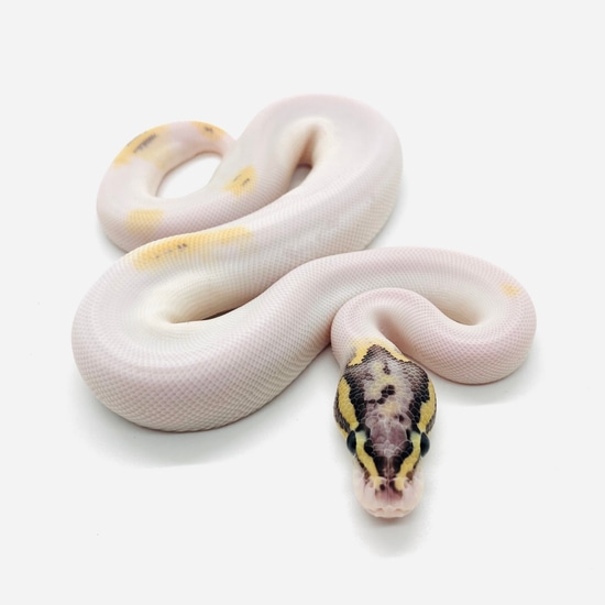 Pastel Highway Pied Ball Python by Snake Barn
