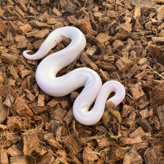 Clown Pied Het Hypo Ball Python by Snake Barn