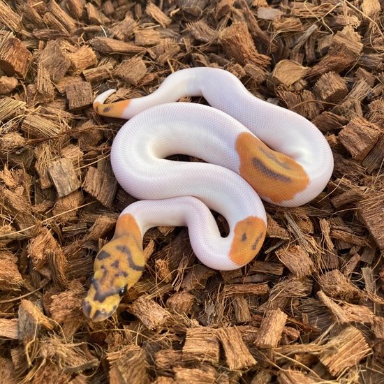 Hypo Clown Pied Ball Python by Snake Barn