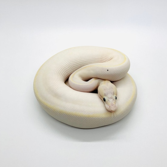 Pastel (Super Orange Dream) Ivory Het Clown Pied Ball Python by Snake Barn