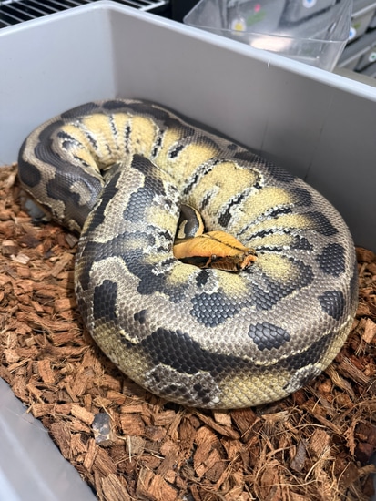 Orange Head Sumatran Short Tail Sumatran Short-Tailed Python by Snake Barn