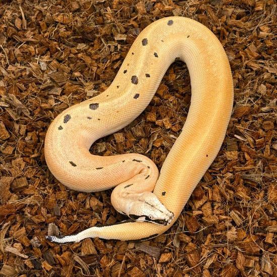 Magpie (Sunder) Het T+ Albino Blood Python by Snake Barn