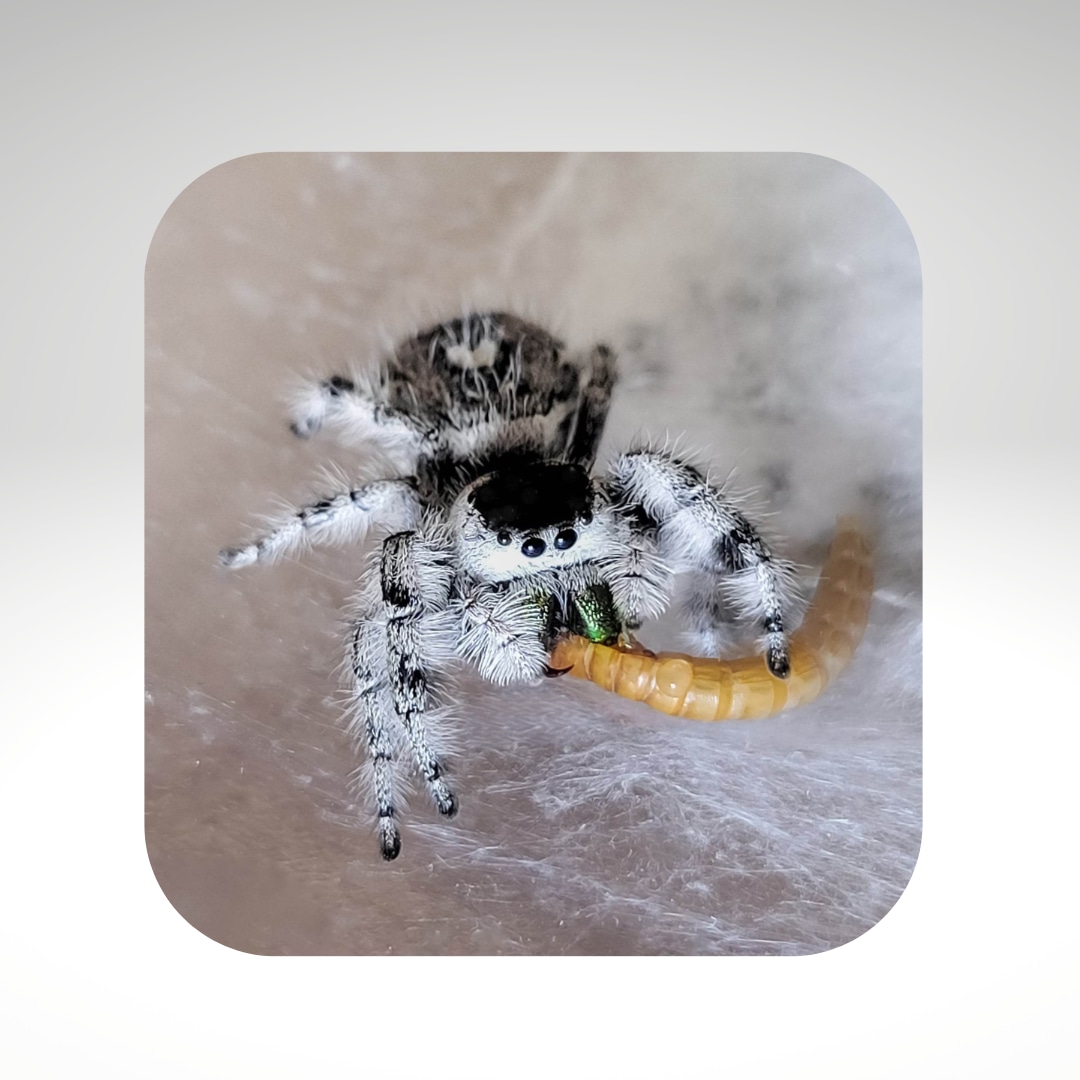 White Bahamas Hybrid Jumping Spider True Spider by The Bug Hub ...