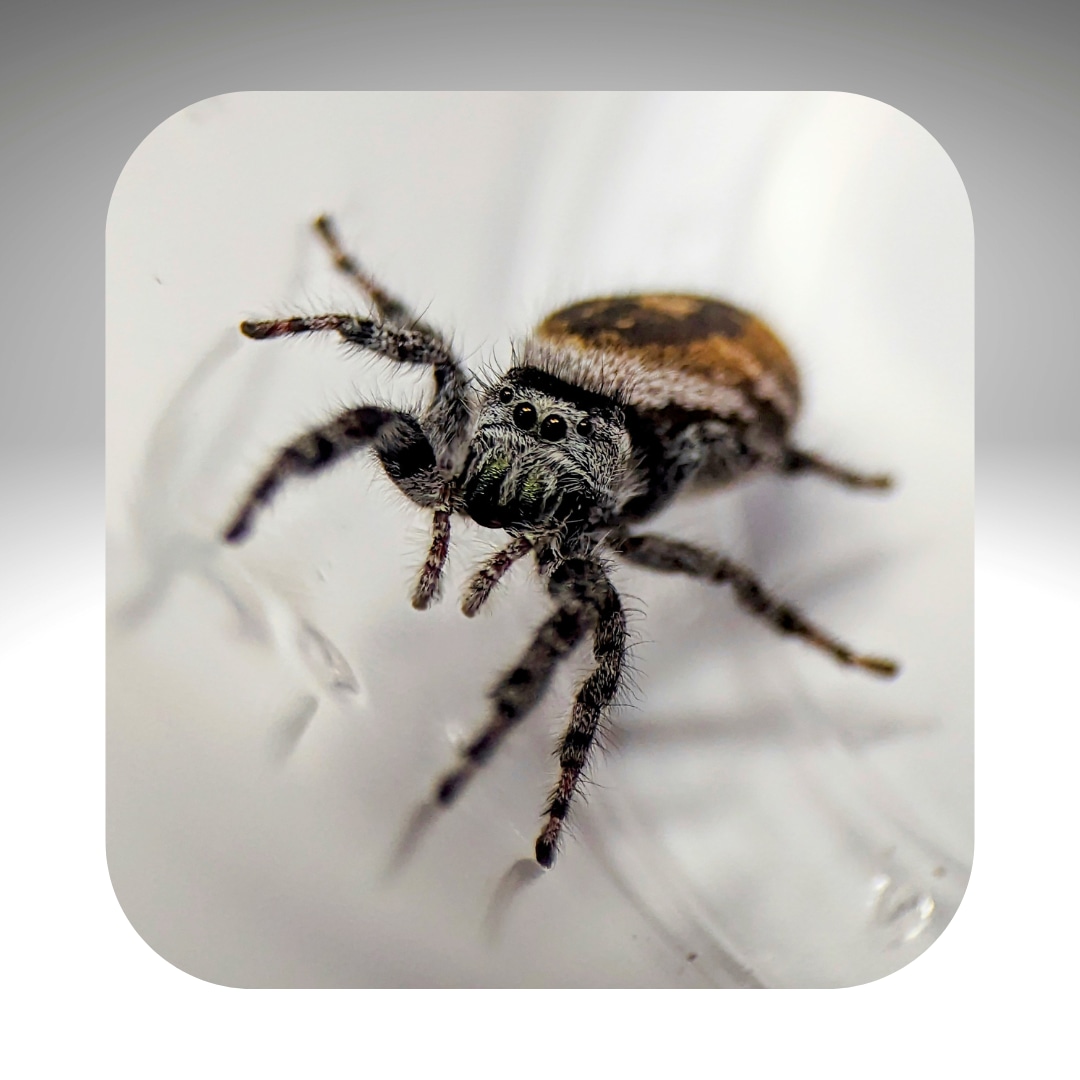 Tyrell's Tufted Jumping Spider-Phidippus Tyrelli True Spider by Mini ...